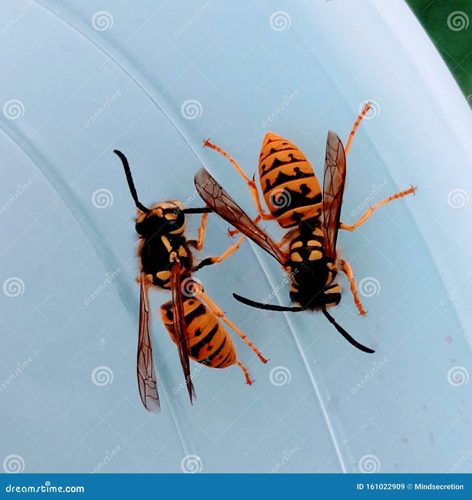 Yellow Jacket Bee Buddies on My Cup Stock Image - Image of yellow ...