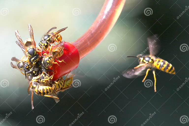 Yellow Jacket Bees stock photo. Image of bird, feeder, yellow - 880842