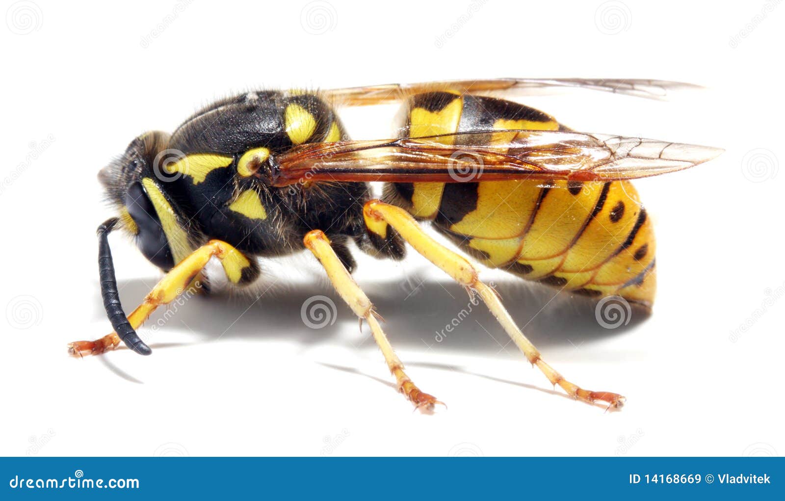 Yellow Jacket Wasp stock image. Image of danger, close - 14168669