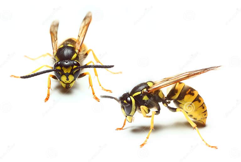 Yellow Jacket Wasp stock image. Image of isolated, reaction - 7821671