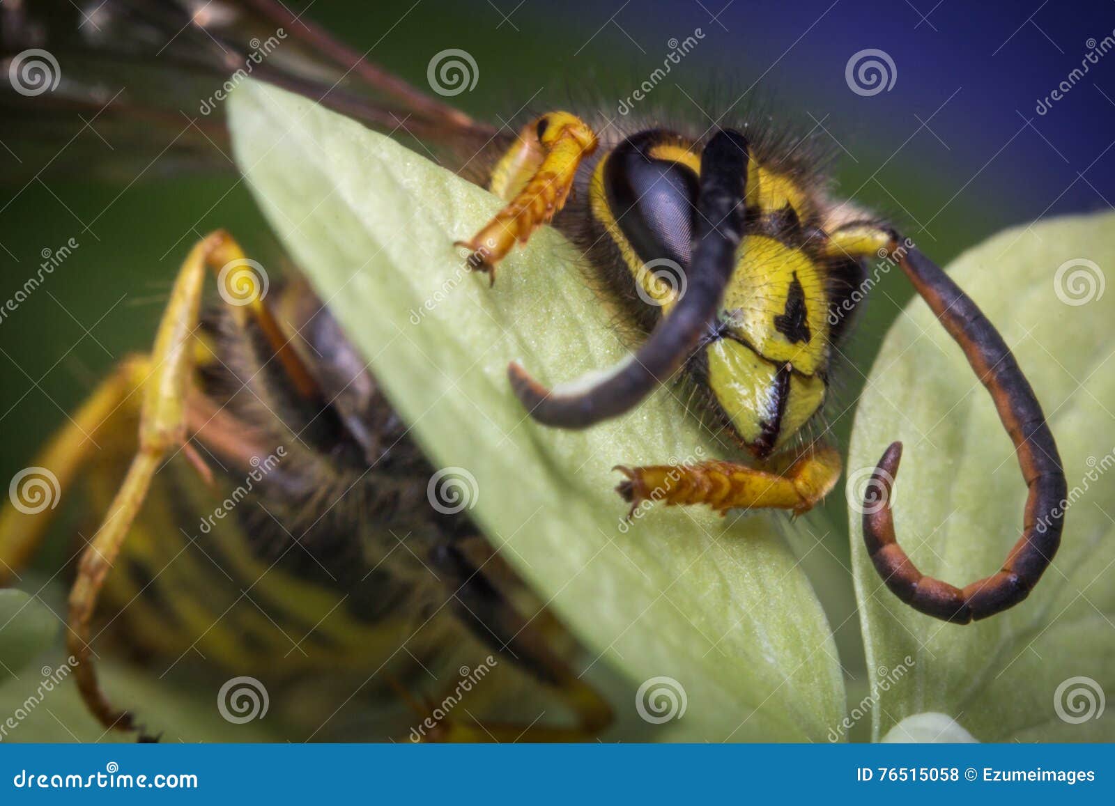 Yellow Jacket Wasp stock photo. Image of scary, entomology - 76515058