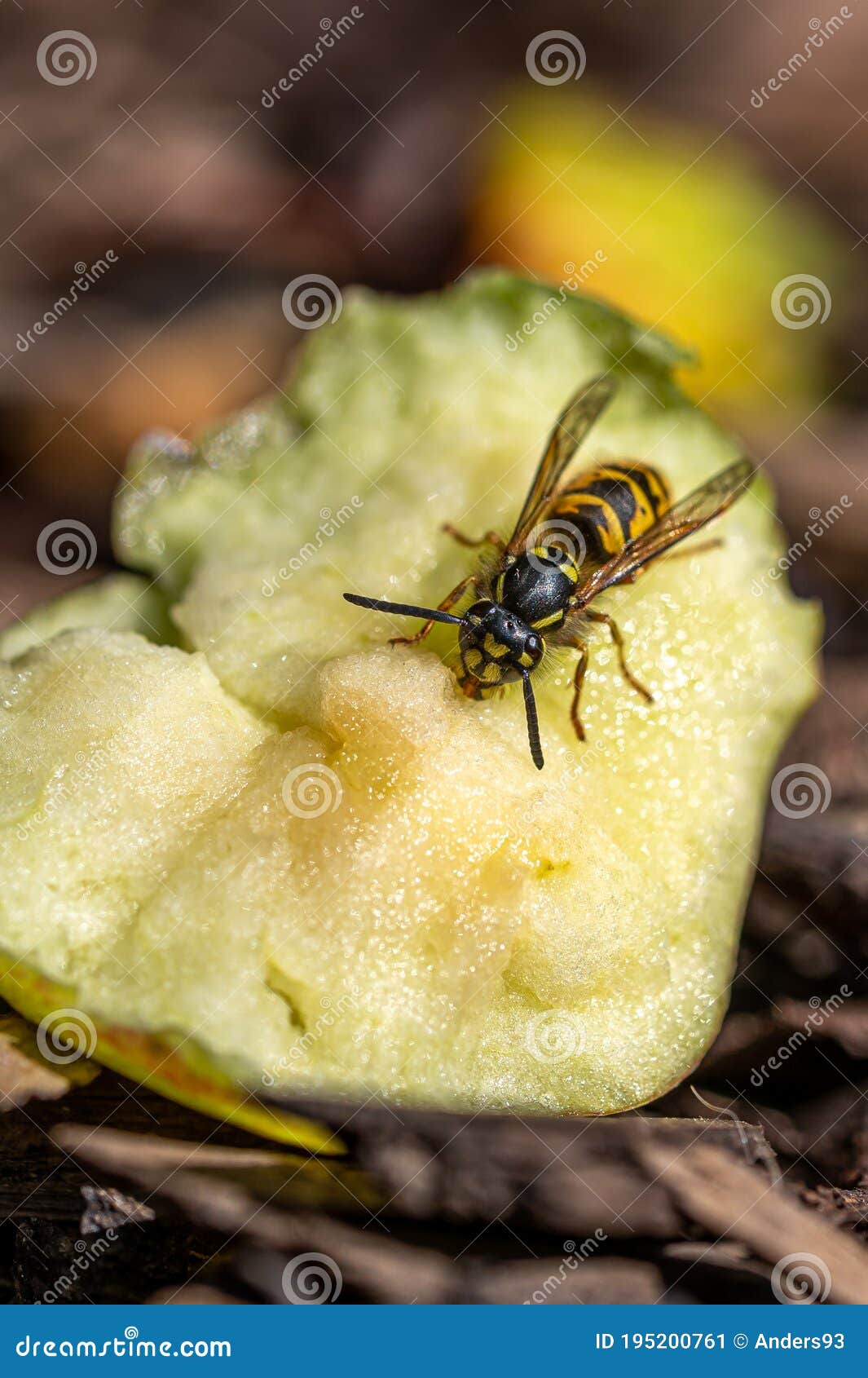 Yellow Jacket Wasp Eating Sweet Apple that Has Fallen from the Tree and ...