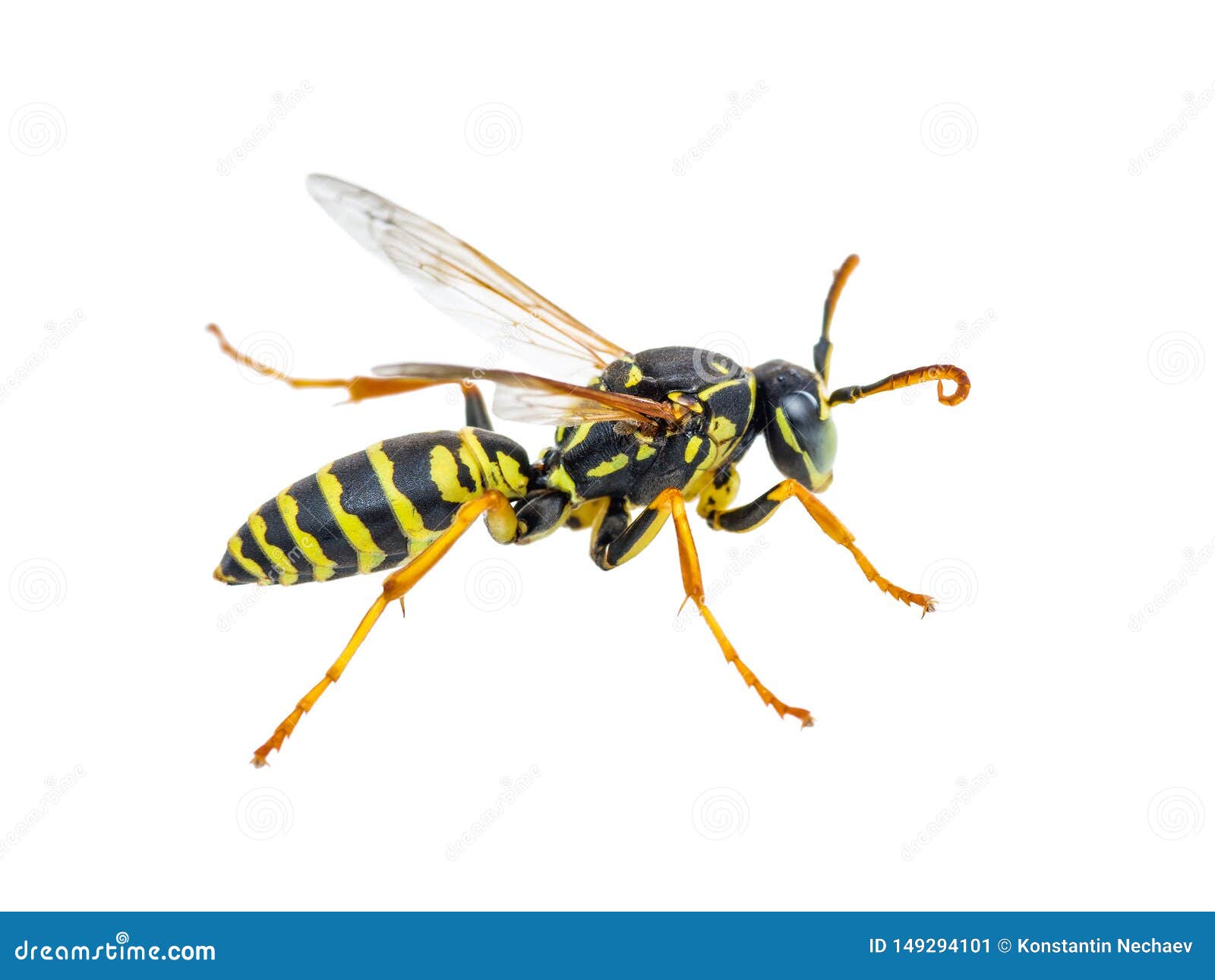 Yellow Jacket Wasp Insect Isolated on White Stock Image - Image of ...