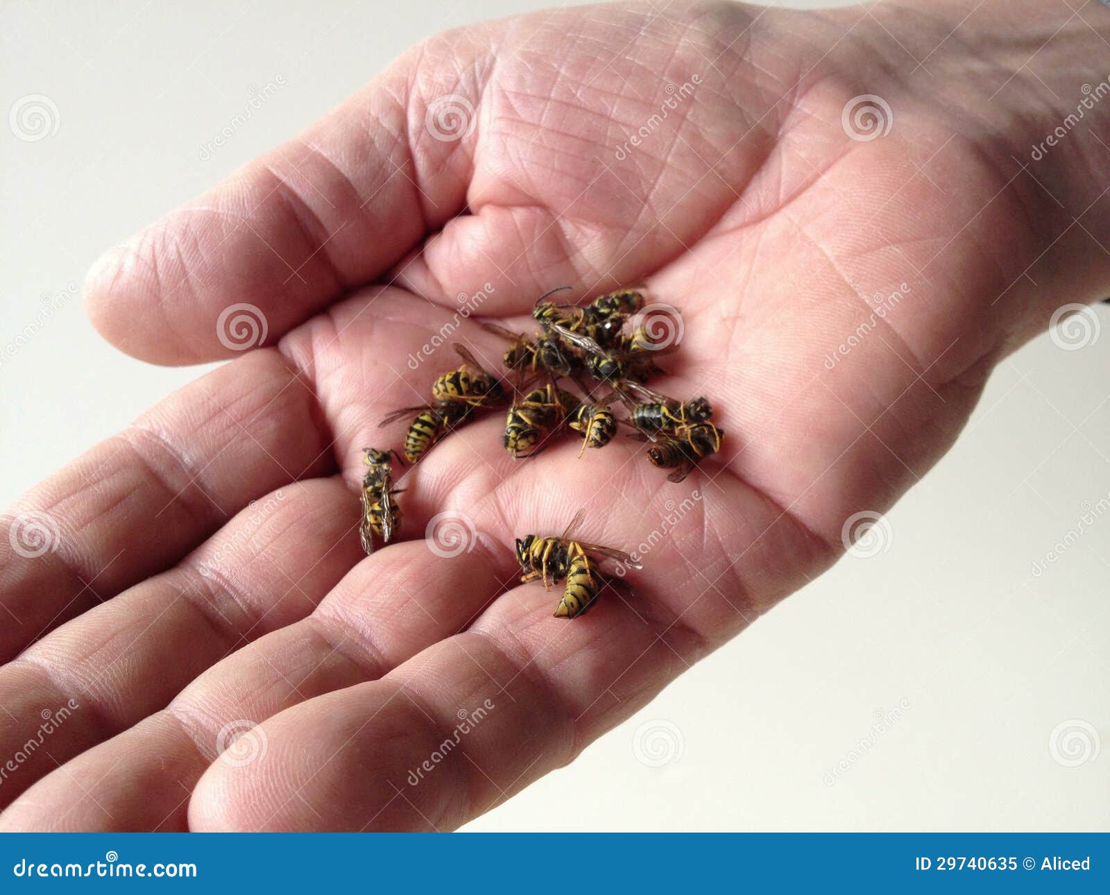 Man Holding Dead and Dying Wasps Stock Image - Image of dying, palm ...
