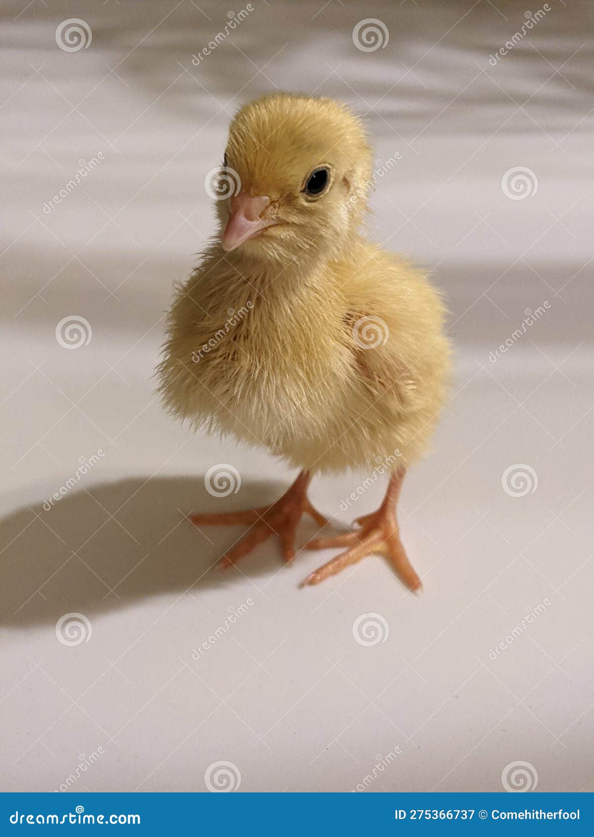 Yellow Japanese Coturnix Quail Chick Stock Image - Image of wildlife ...