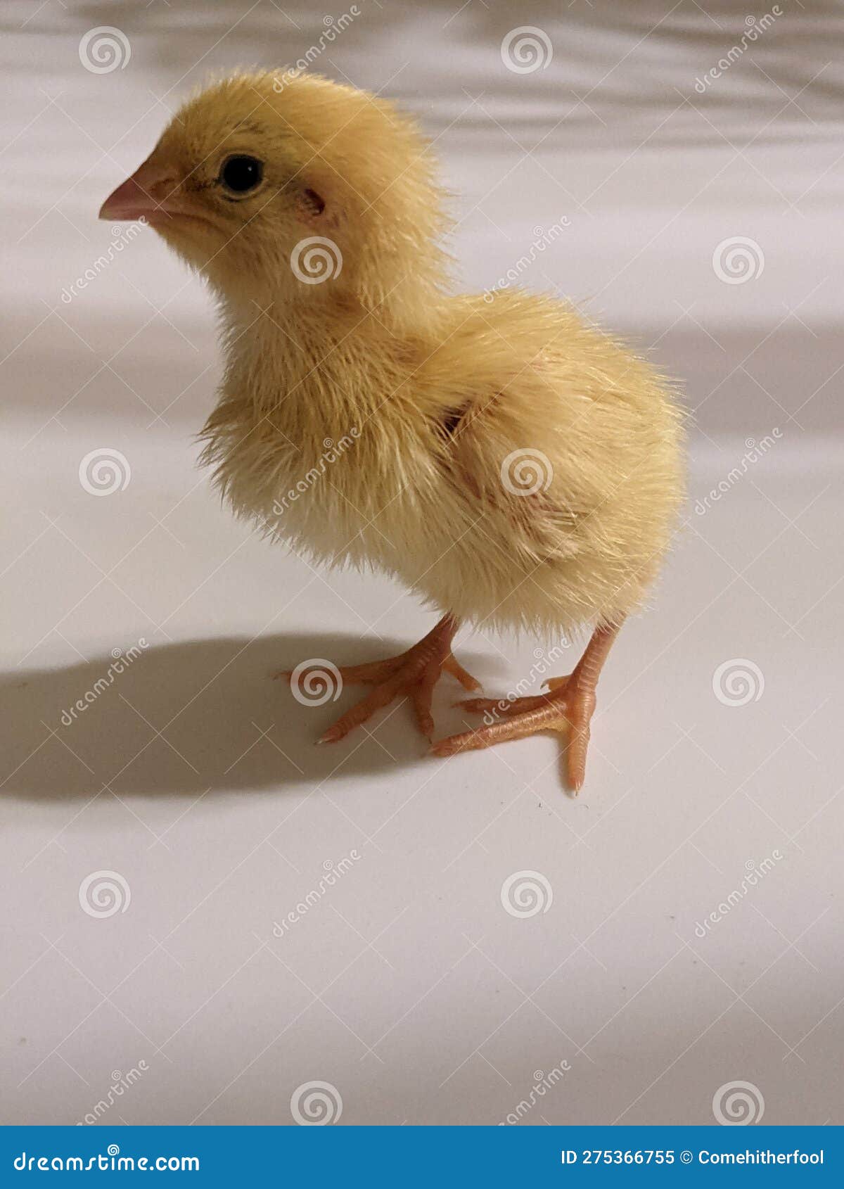 Yellow Japanese Coturnix Quail Chick Stock Image - Image of chick, farm ...