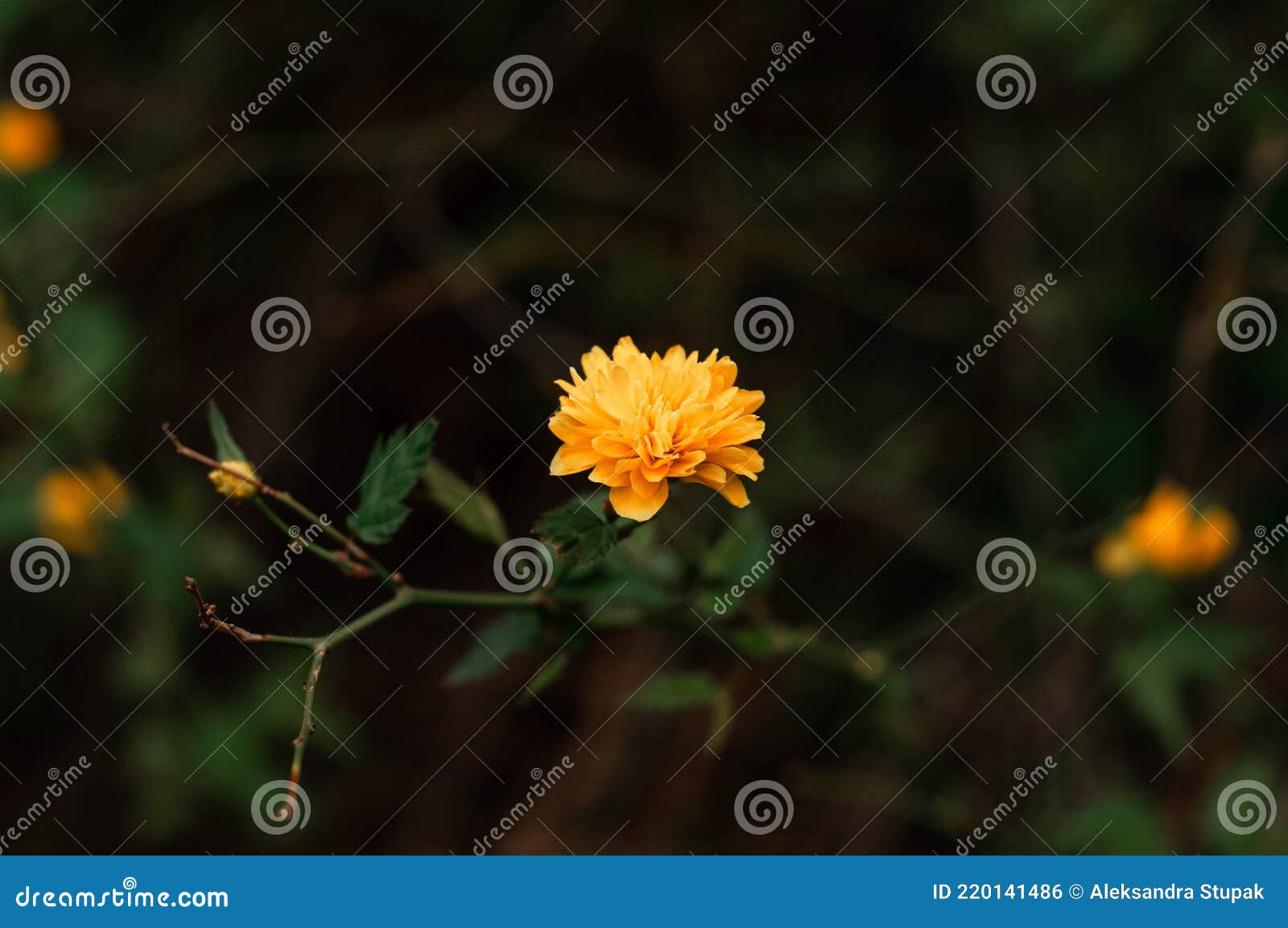 Yellow Japanese Keriya Flower Stock Photo - Image of bright, blossoming ...