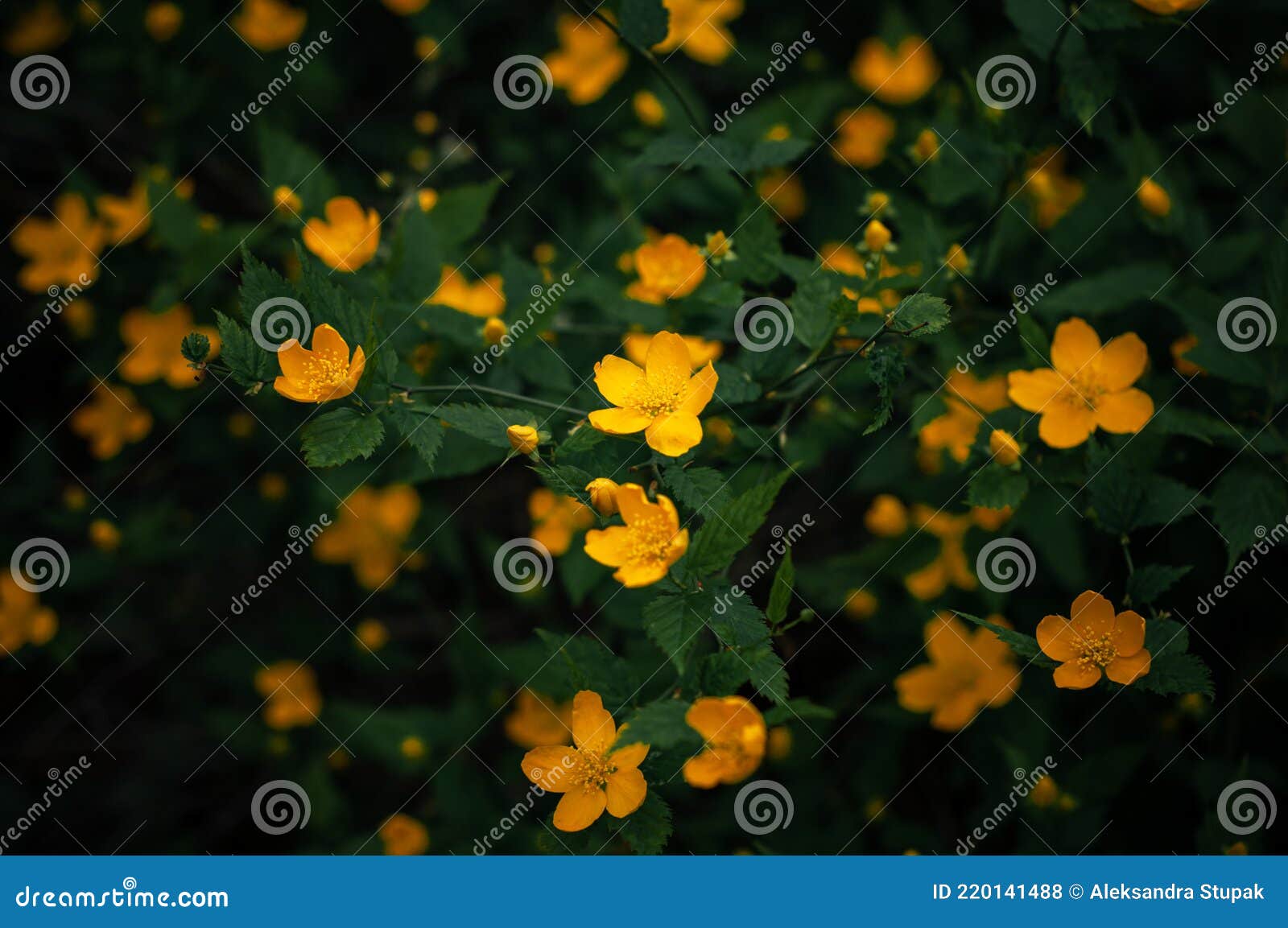 Yellow Japanese Keriya Flower Stock Photo - Image of bright, background ...