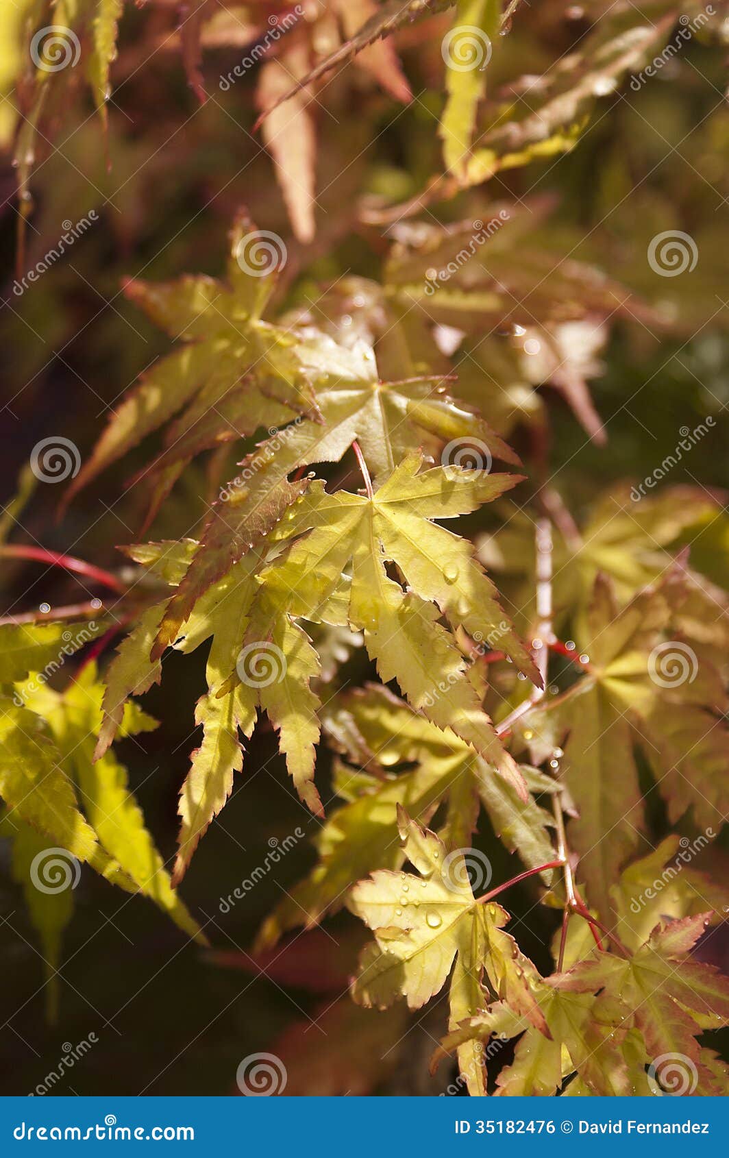 Yellow Japanese maple stock photo. Image of maple, environmental - 35182476