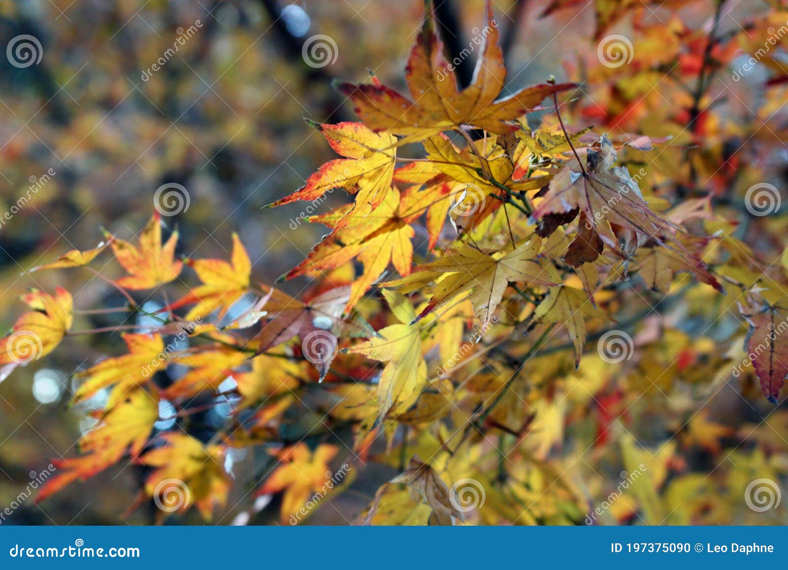 Yellow Japanese Maple Tree Leaves Stock Photo - Image of autumn, spring ...