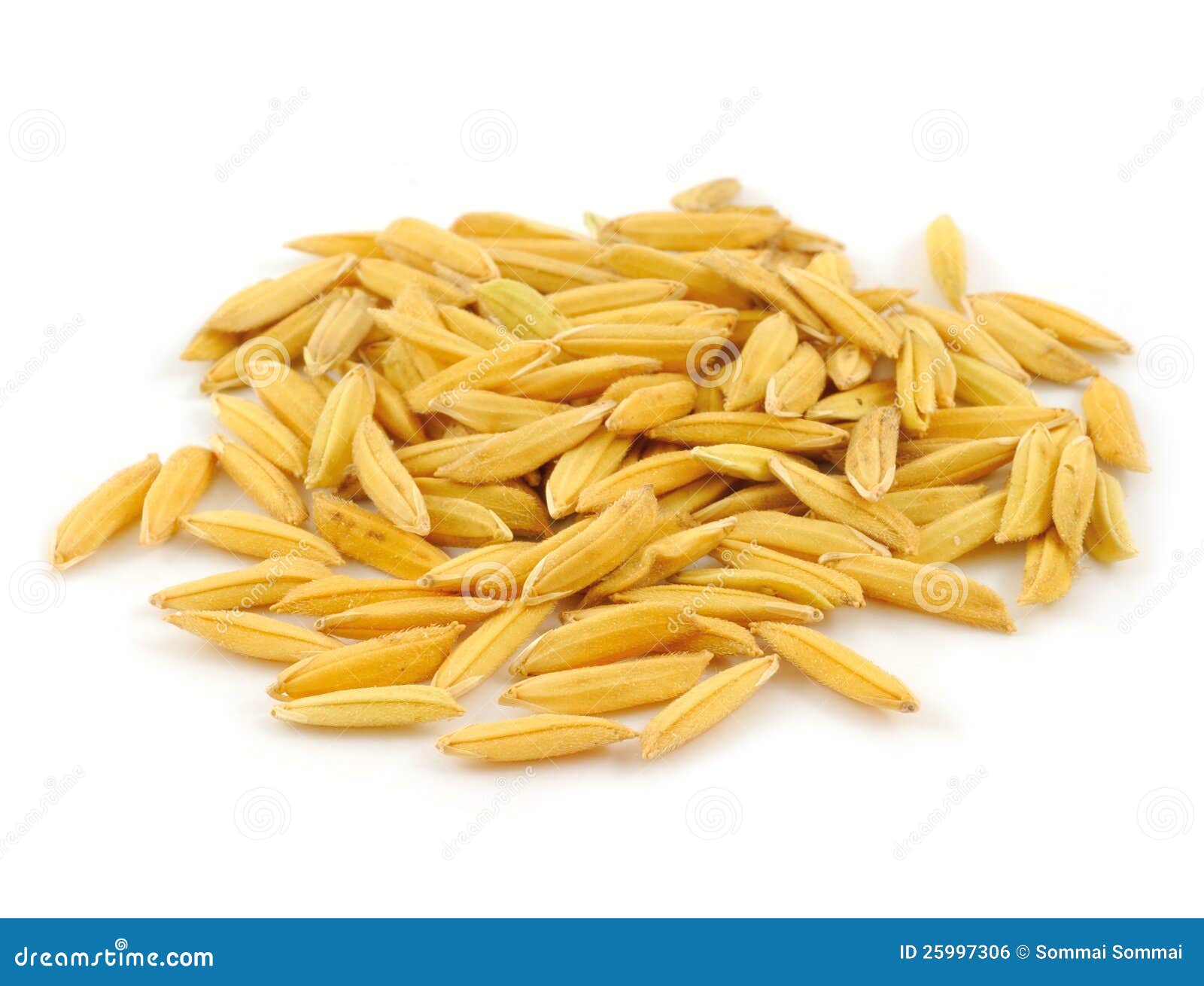 Yellow jasmin ripe rice stock photo. Image of crop, beauty - 25997306