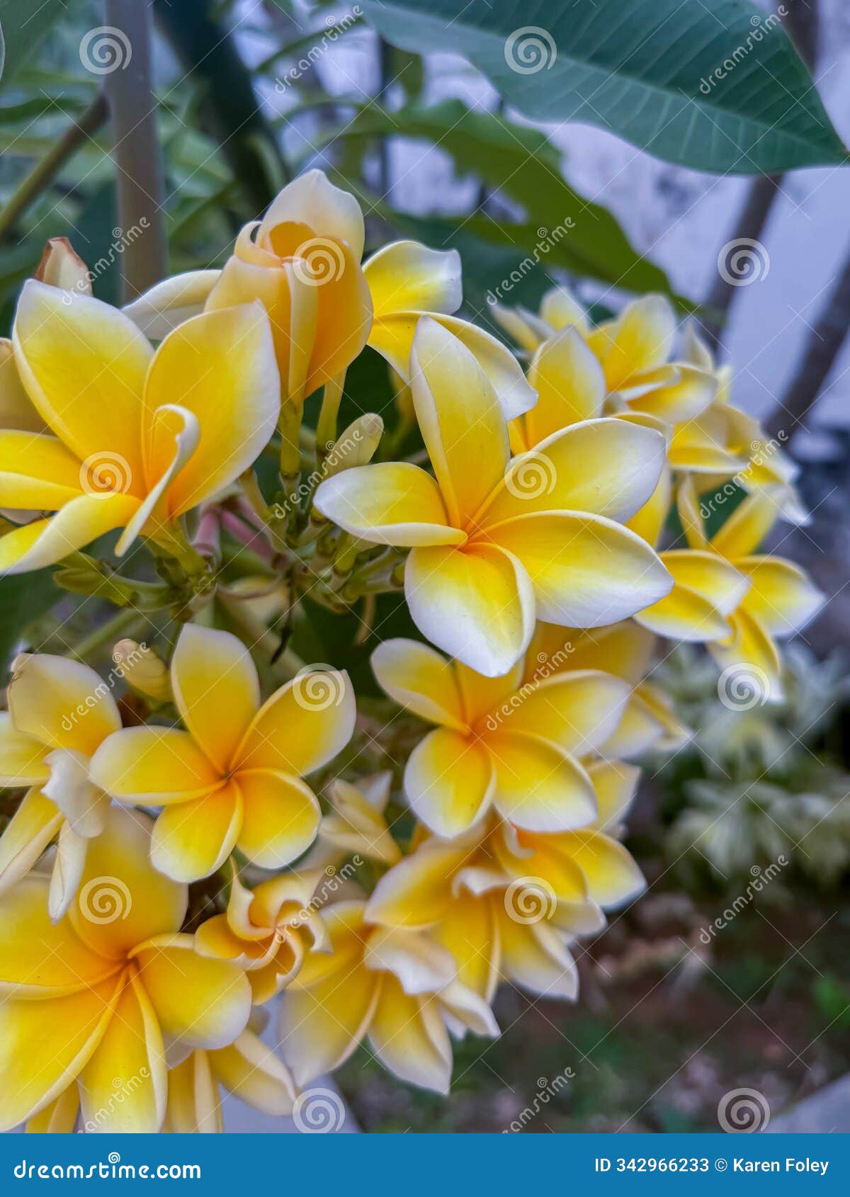 Yellow Jasmine Gelsemium Sempervirens Flowers Stock Photo ...