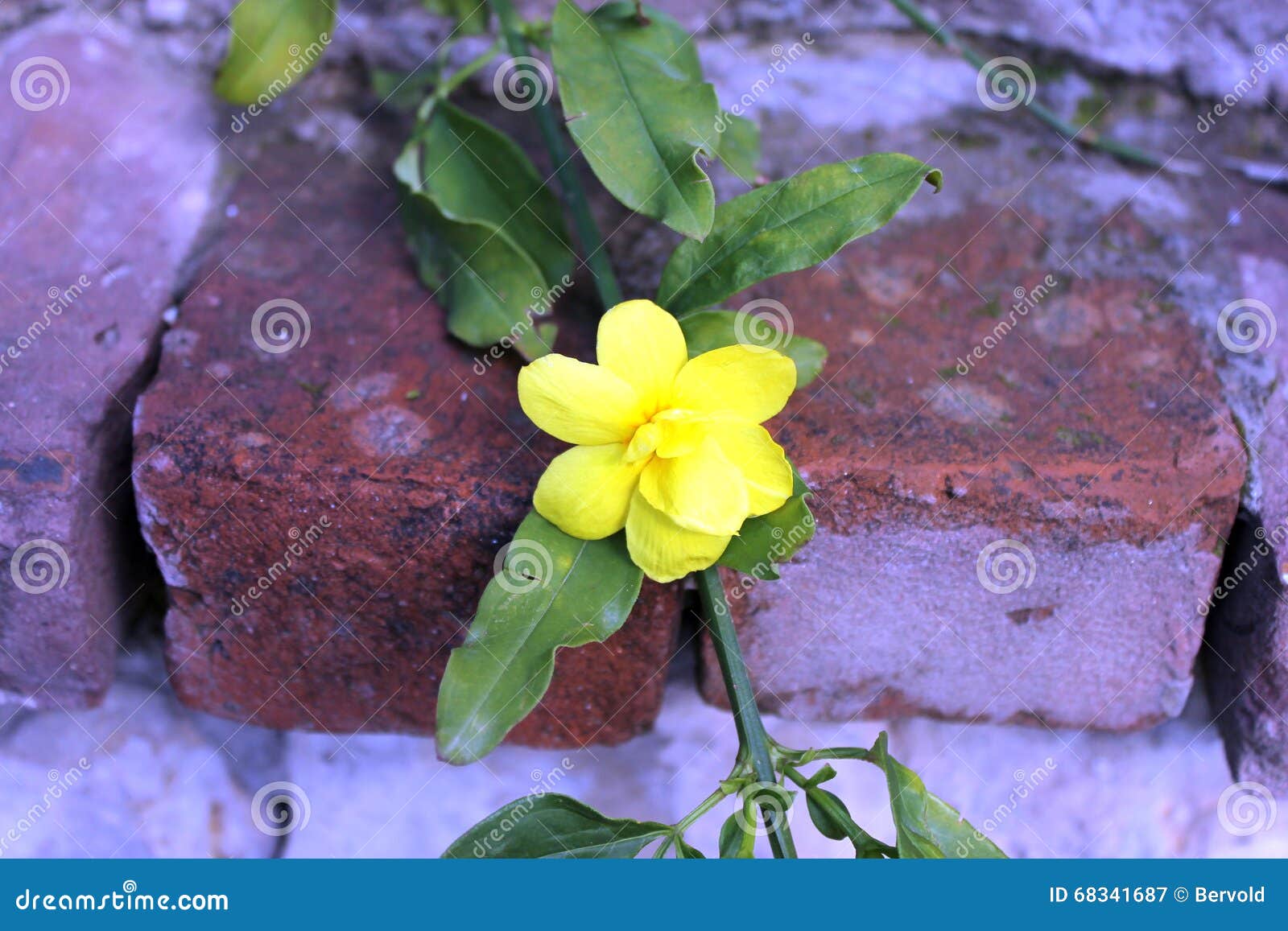 Yellow Jasmine Gelsemium Sempervirens Flowers Stock Image ...