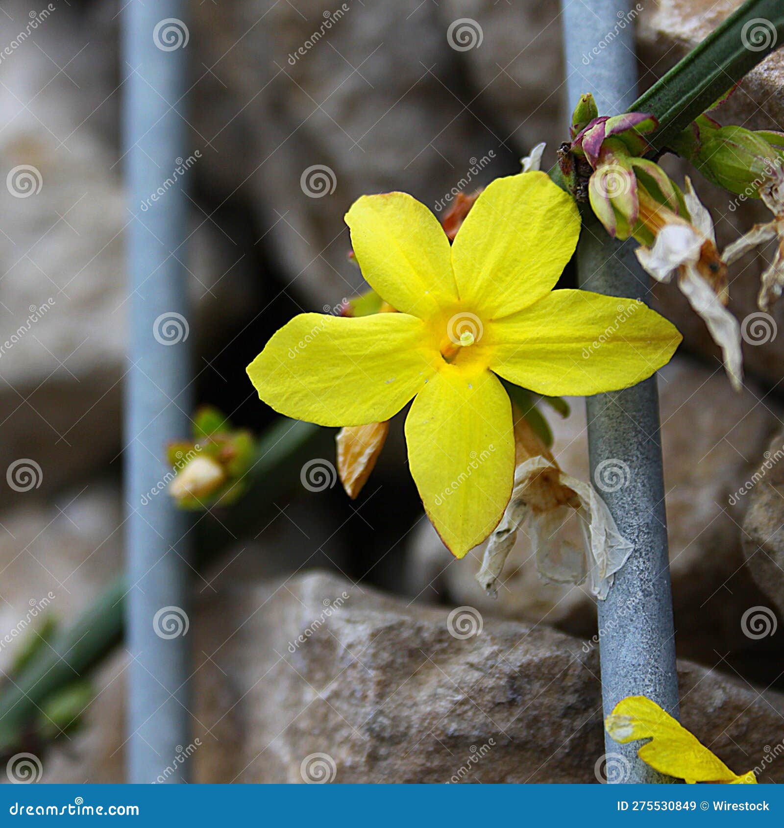 Yellow Jasmine Growing in the Garden Stock Image - Image of flower ...