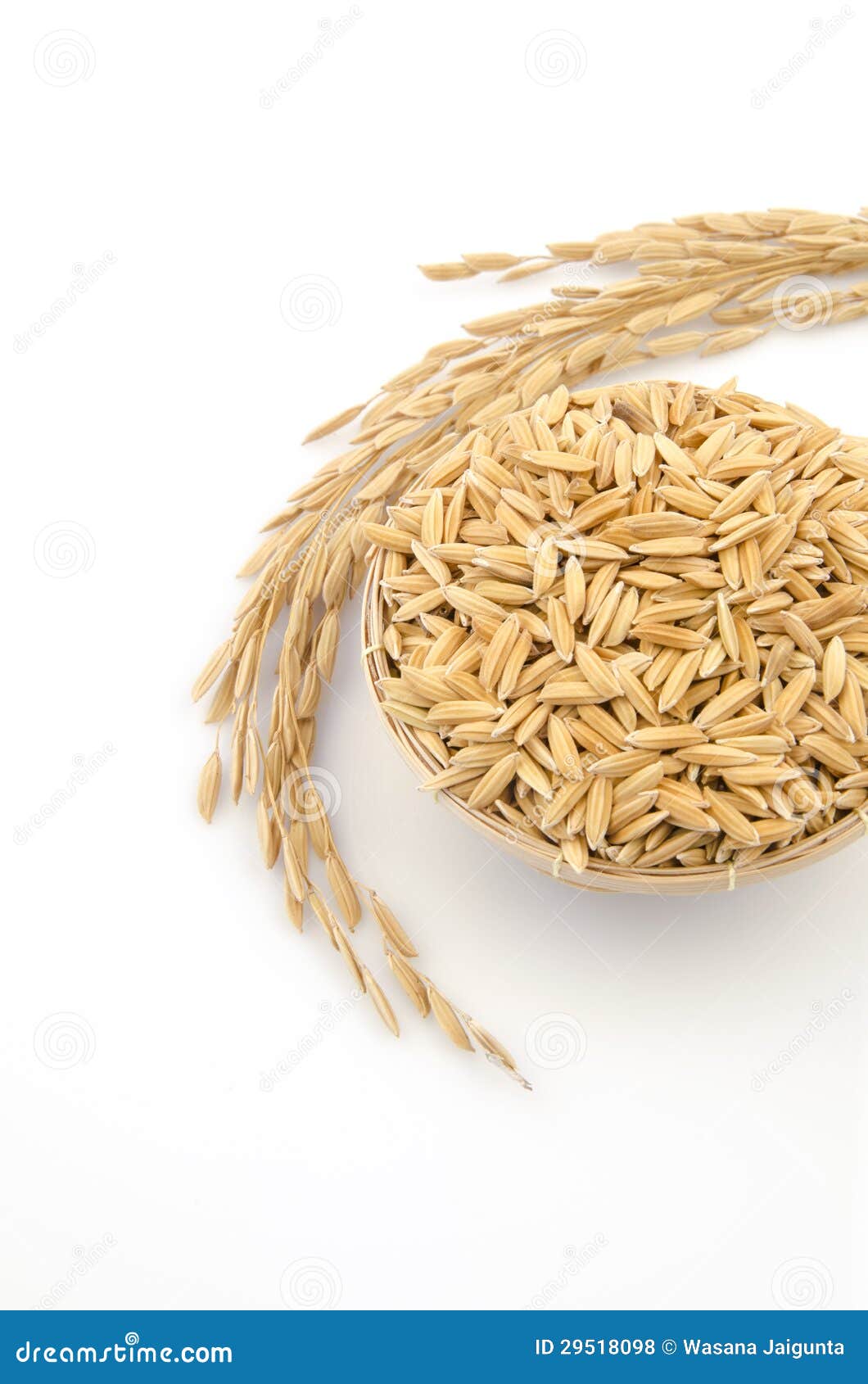 Yellow jasmine rice rice stock photo. Image of full, grained - 29518098