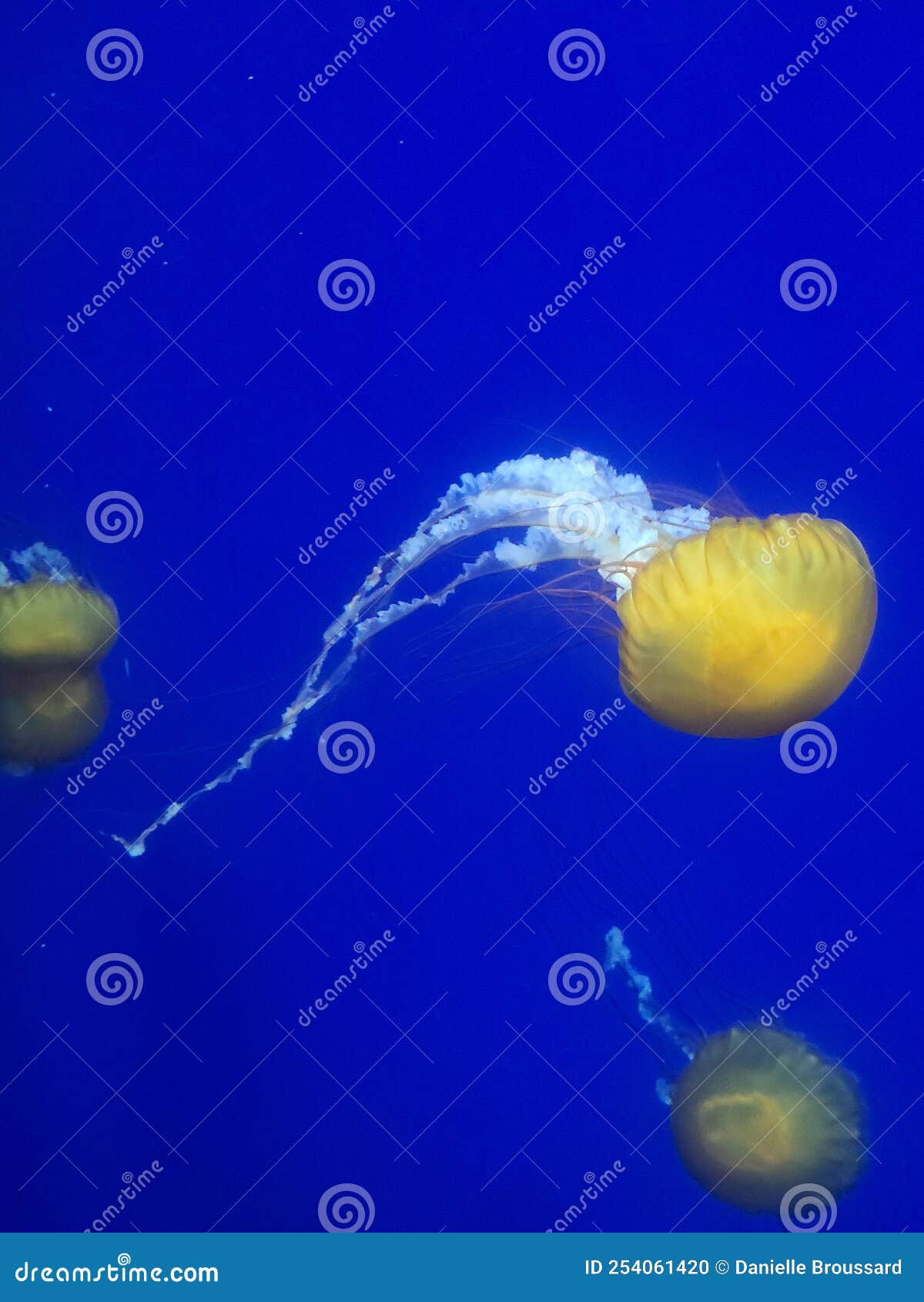 Yellow jelly fish stock photo. Image of spider, animal - 254061420