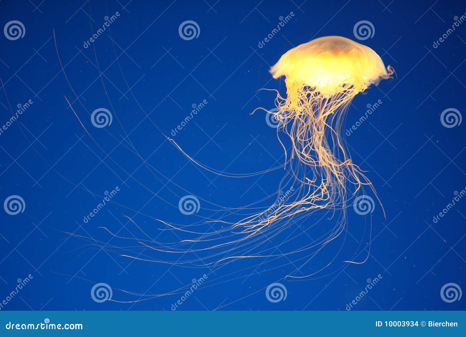 Yellow jellyfish stock photo. Image of biology, nature - 10003934