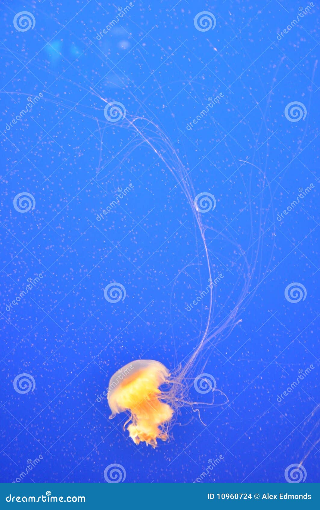 Yellow Jellyfish stock photo. Image of deep, creature - 10960724