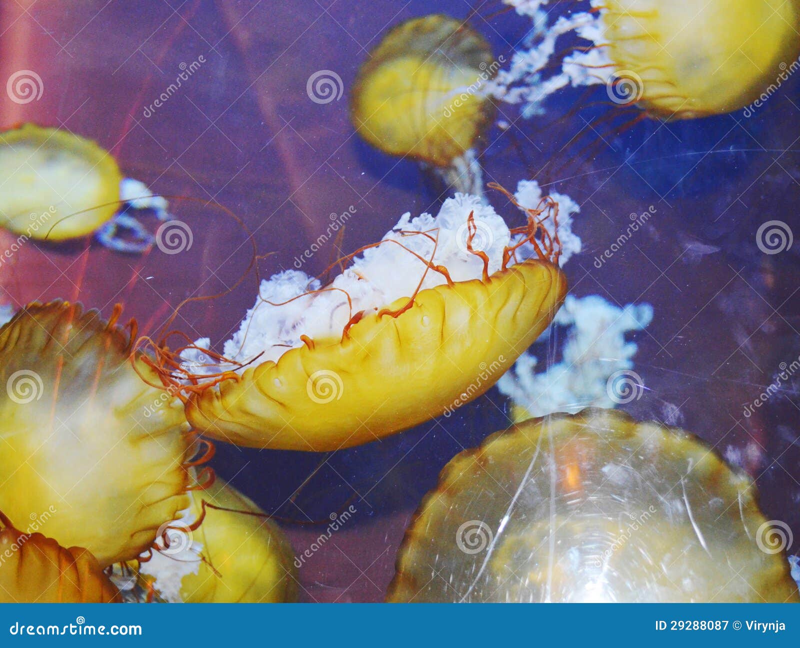 Yellow jellyfish stock image. Image of cyan, fragile - 29288087