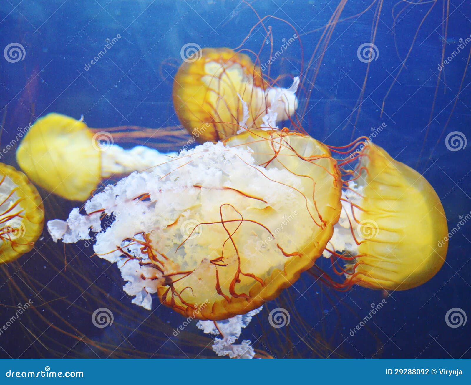 Yellow jellyfish stock photo. Image of oceanography, group - 29288092