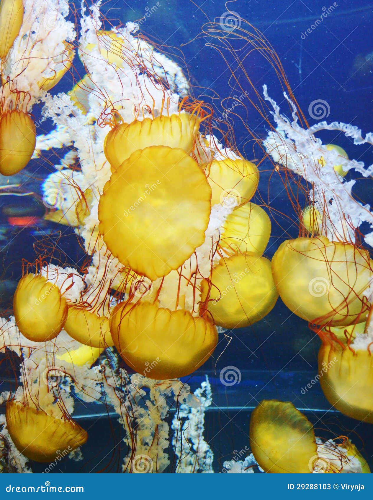 Yellow jellyfish stock image. Image of blue, clear, four - 29288103