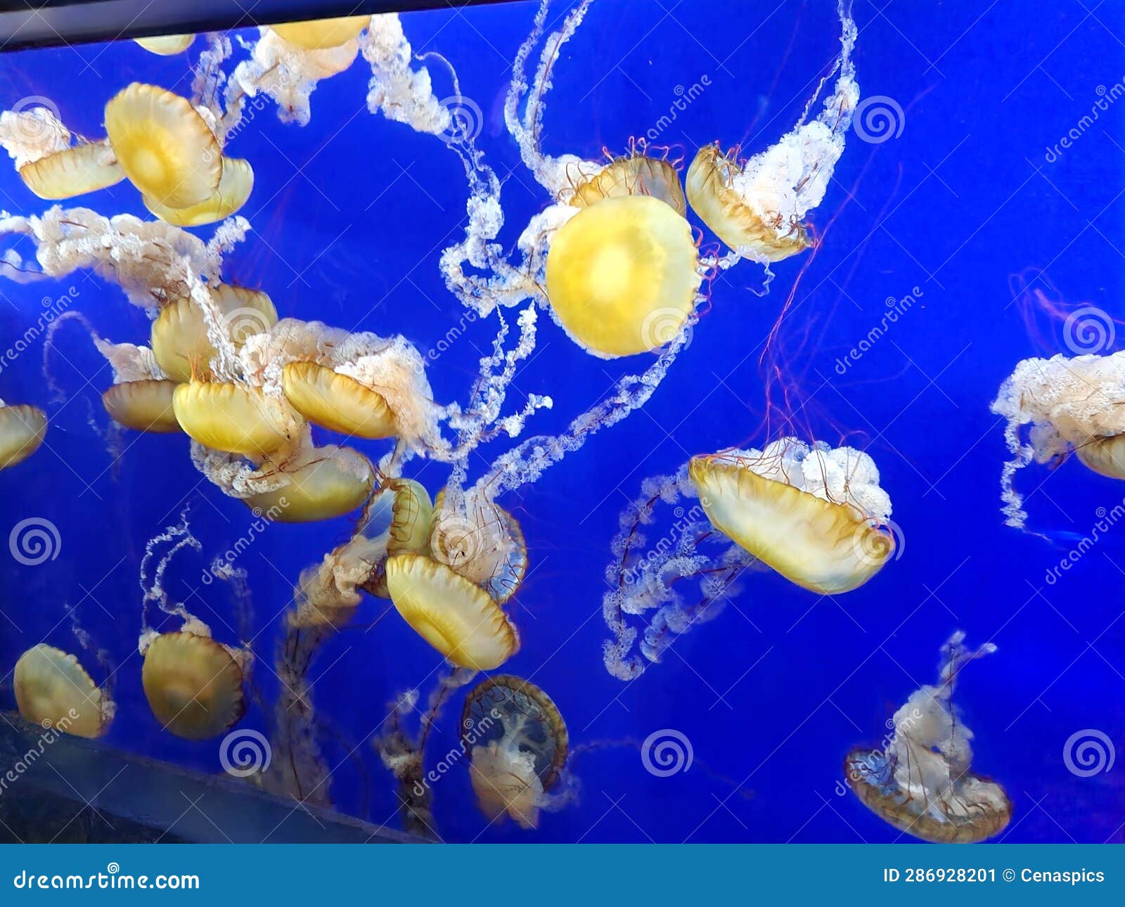 The Yellow Jellyfish in the Pnw Stock Image - Image of seafood ...