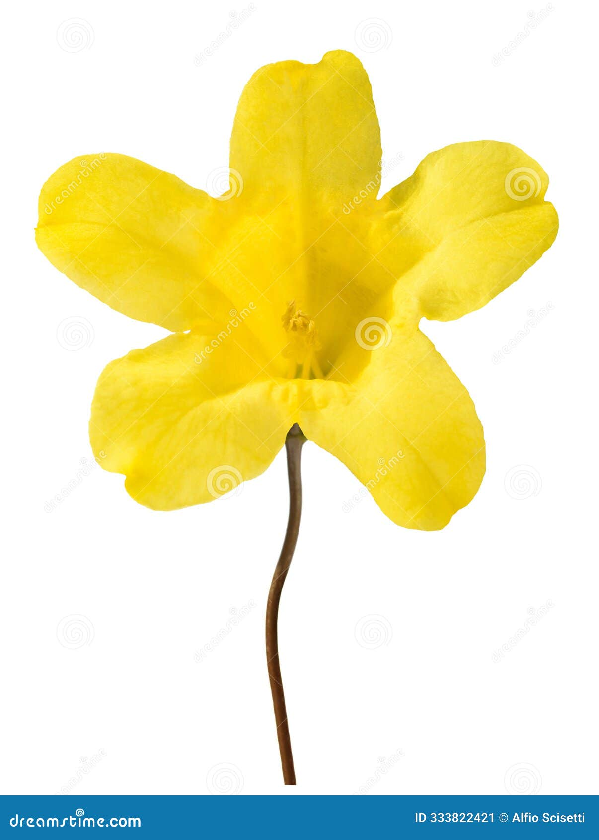 Yellow jessamine flower stock image. Image of remedy - 333822421
