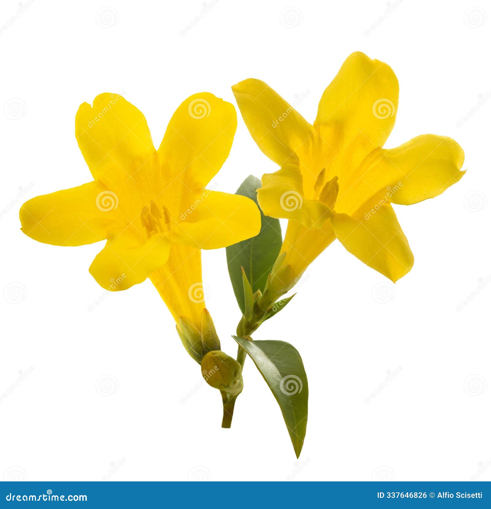 Yellow jessamine flowers stock photo. Image of evening - 337646826