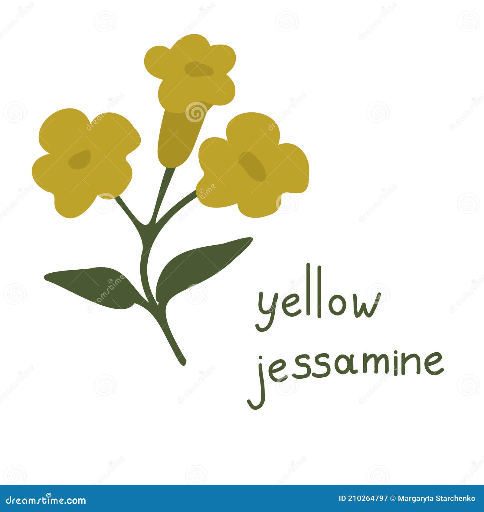 Yellow Jessamine Vector Flower Stock Vector - Illustration of jessamine ...