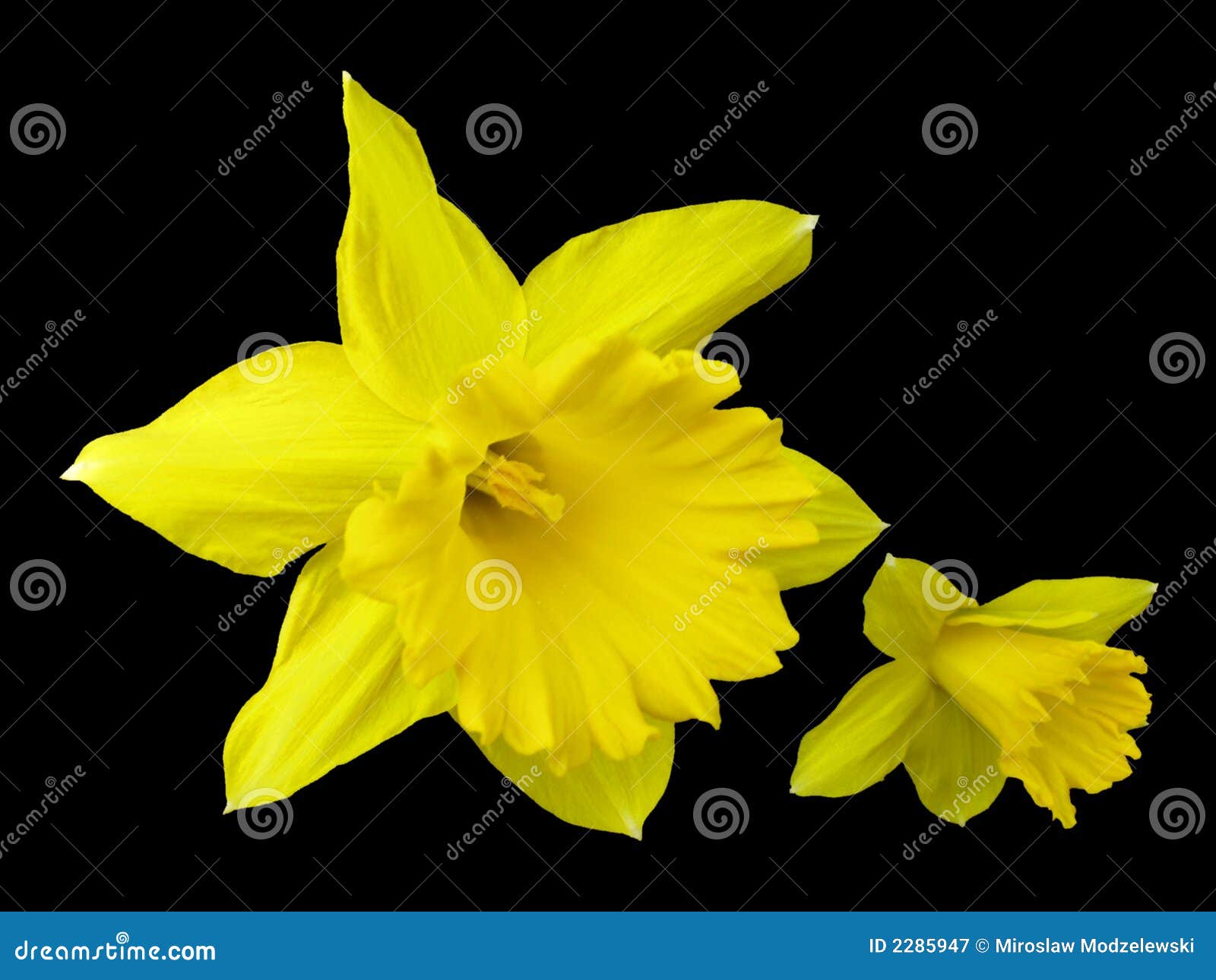 Yellow Jonquil stock image. Image of macro, beauty, wonder - 2285947