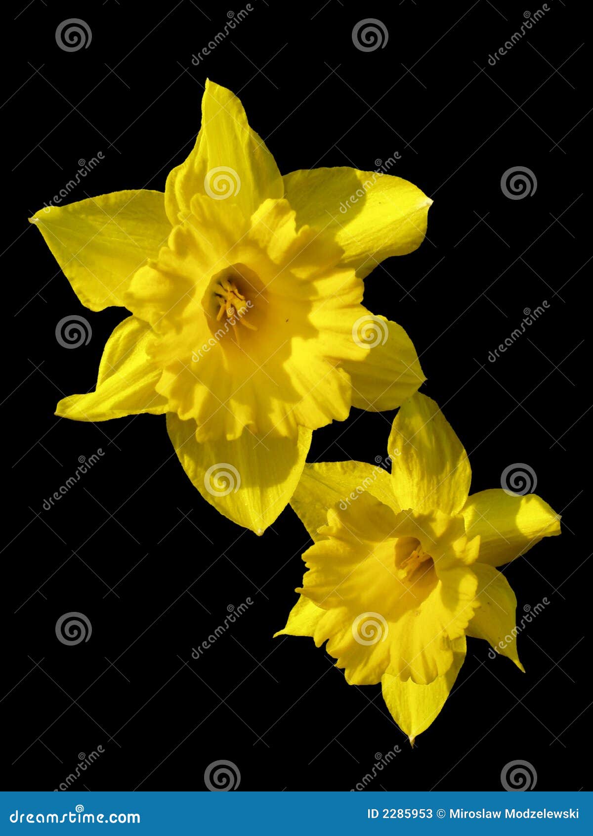 Yellow Jonquil stock image. Image of plant, love, jonquil - 2285953