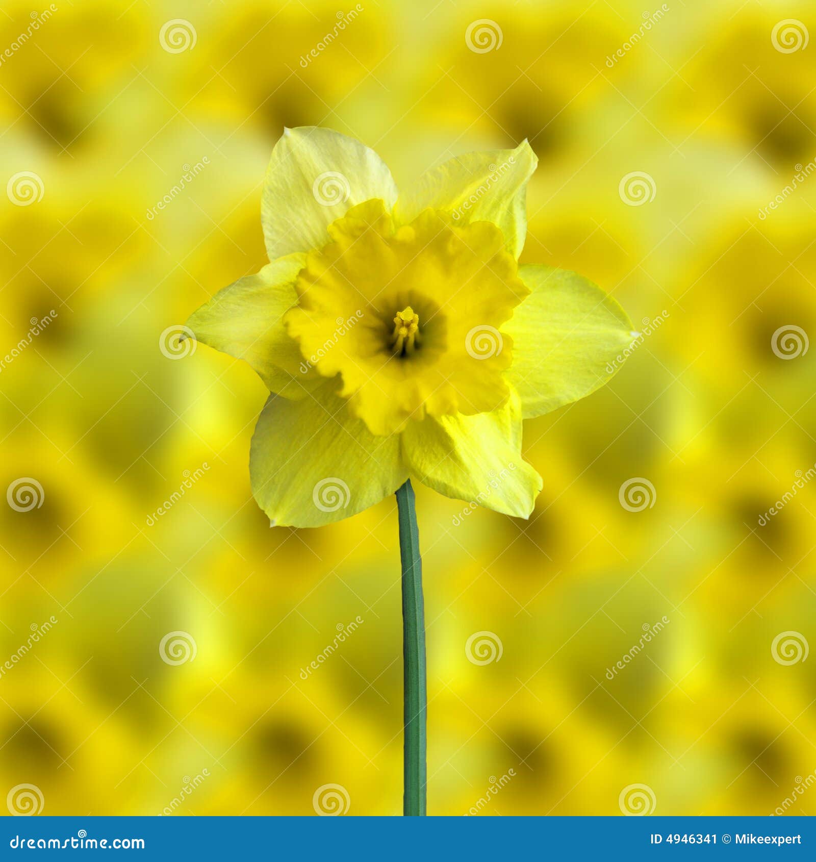 Yellow Jonquil Picture. Image: 4946341