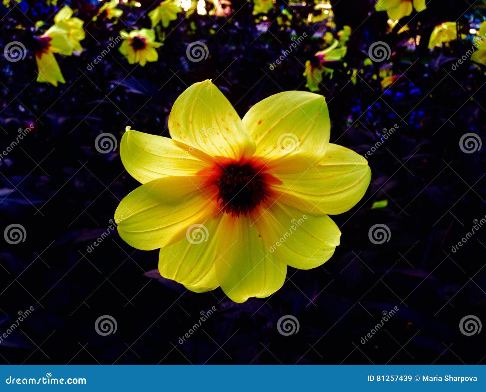 Yellow joy stock image. Image of bloom, fall, yellow - 81257439