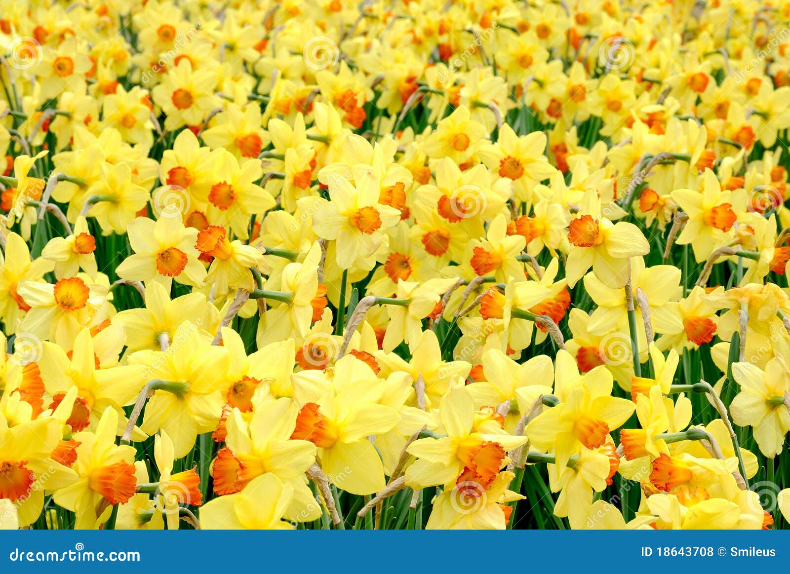 The Yellow Joy of Springtime Stock Photo - Image of colours, daff: 18643708