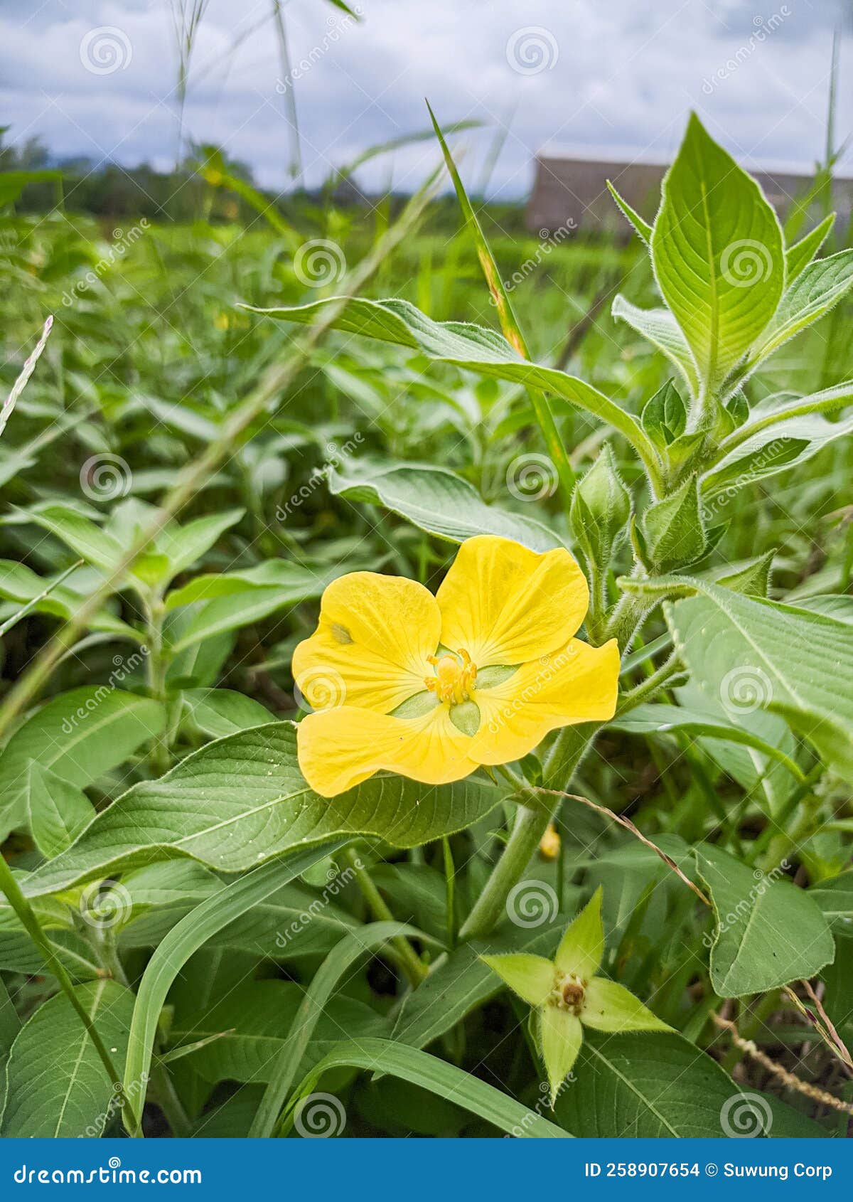 Yellow Jussiaea Grandiflora Blooming in a Field Near a Paddy Field ...