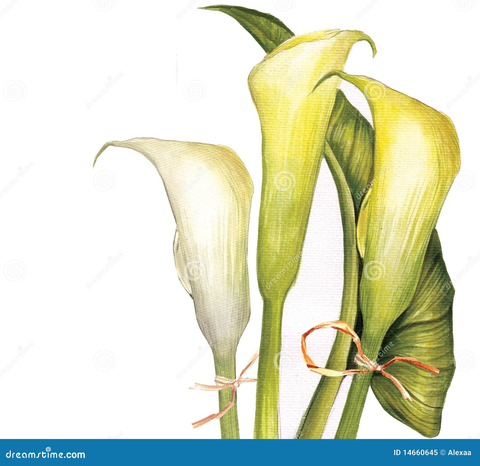 Yellow kala stock illustration. Illustration of floral - 14660645