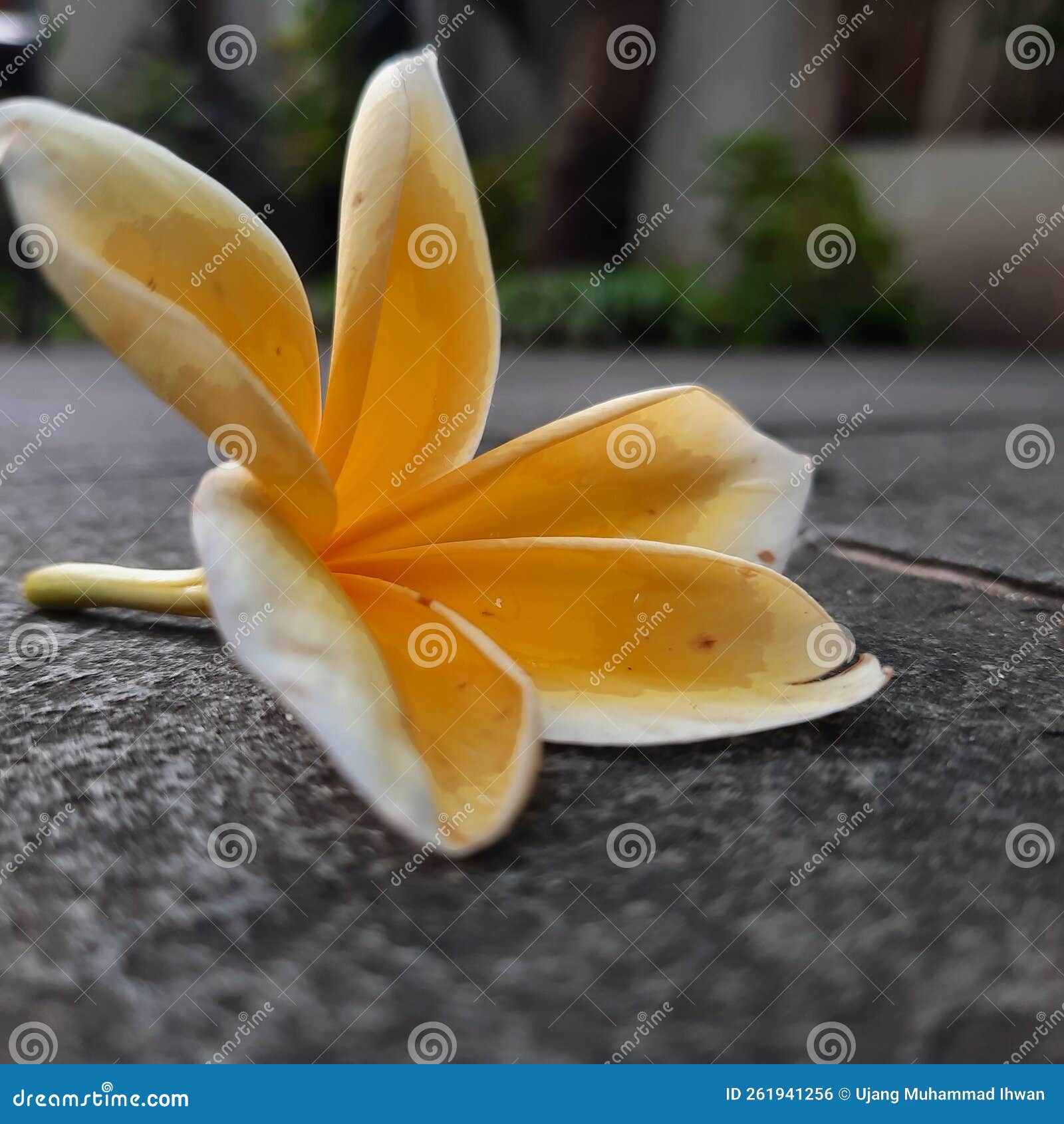 Yellow Kamboja Flower after Swept a Way by the Wind Stock Photo - Image ...