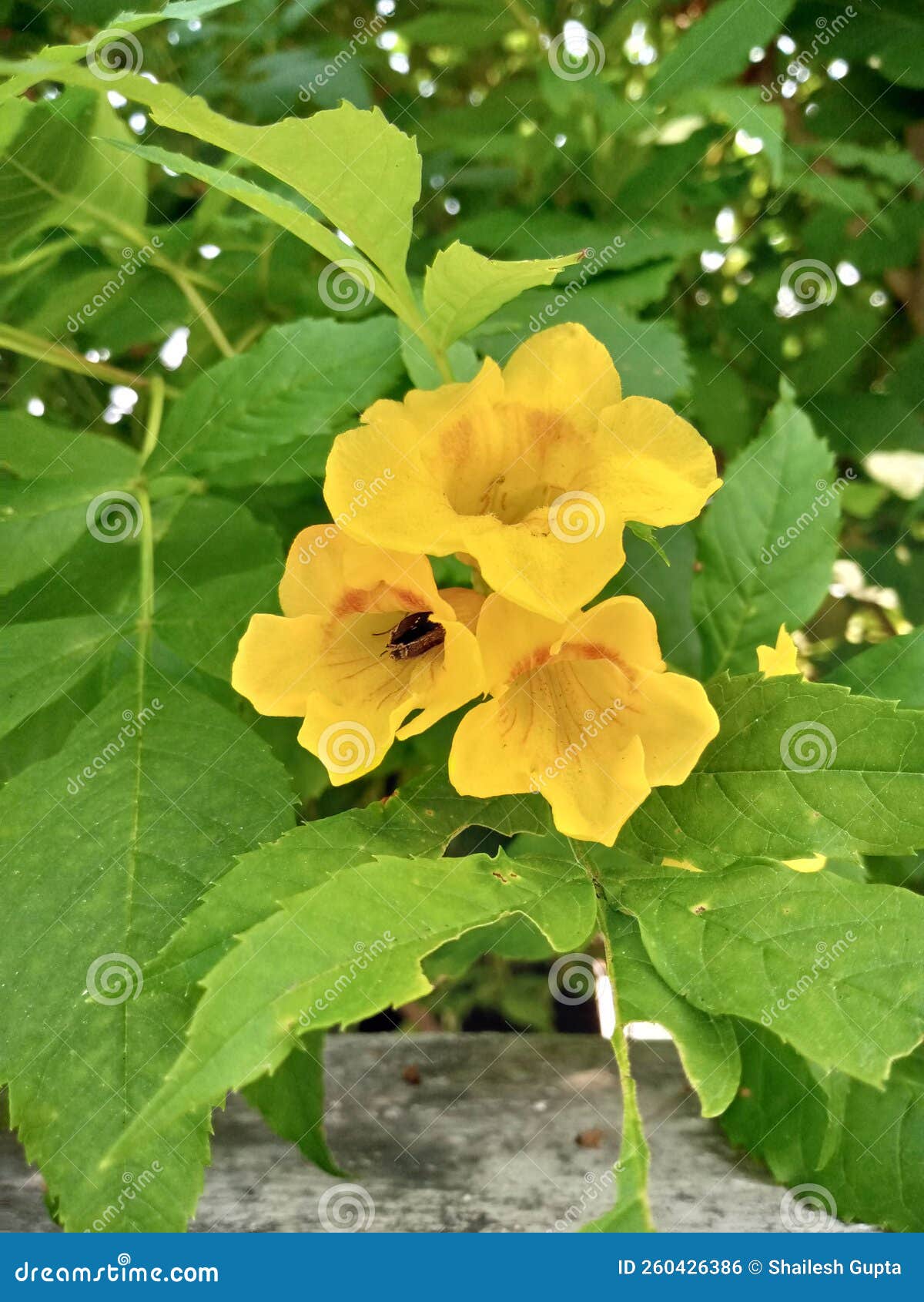Yellow Kaner Flowers Stock Photo Stock Photo - Image of leaf, kaner ...