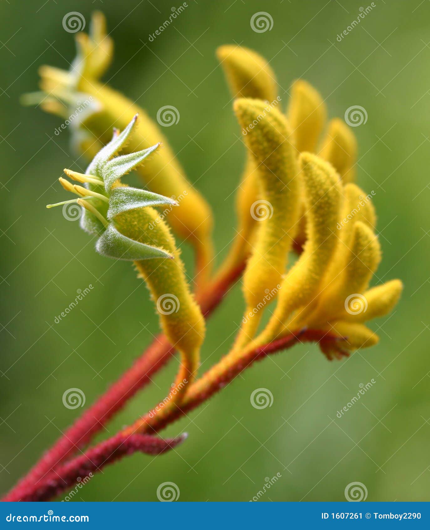 Yellow Kangaroo Paw stock image. Image of macro, wildflower - 1607261
