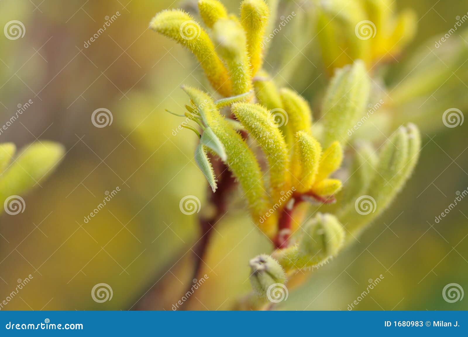 Yellow Kangaroo Paws stock image. Image of wild, orange - 1680983