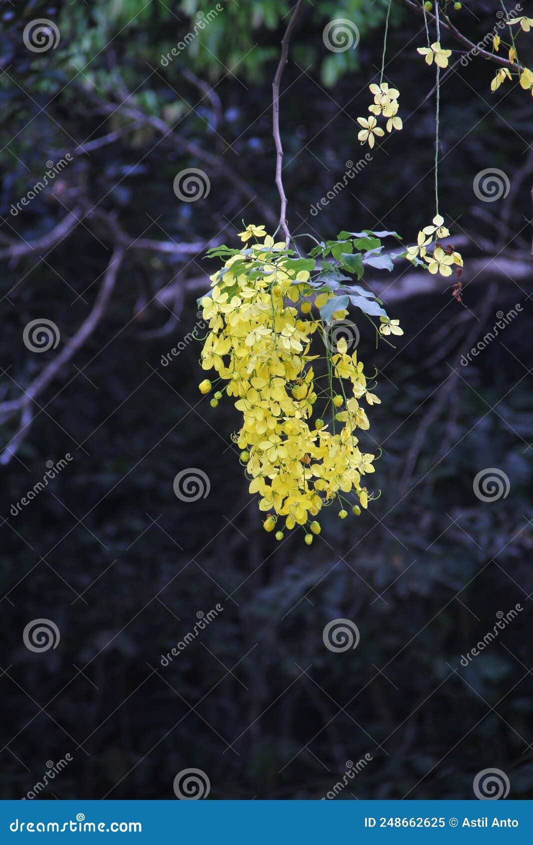 Yellow Kanikkonna in Moody Black Background Stock Image - Image of ...