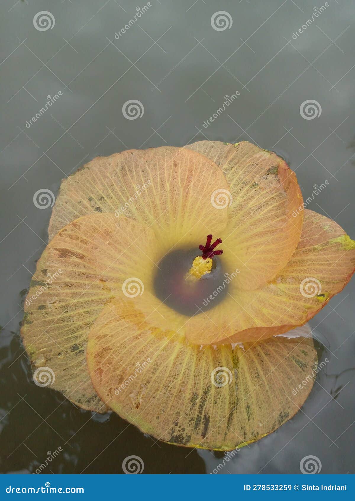 Yellow Kapok Tree Flowers are in the Pond Stock Image - Image of yellow ...