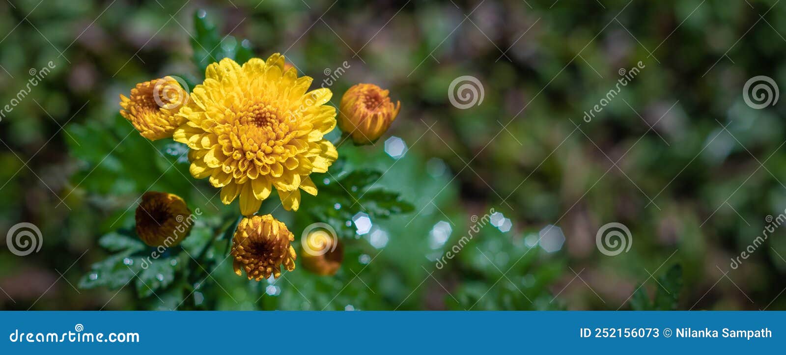 Yellow Kapuru Flowers in the Garden, and Morning Light Hits the Flowers ...