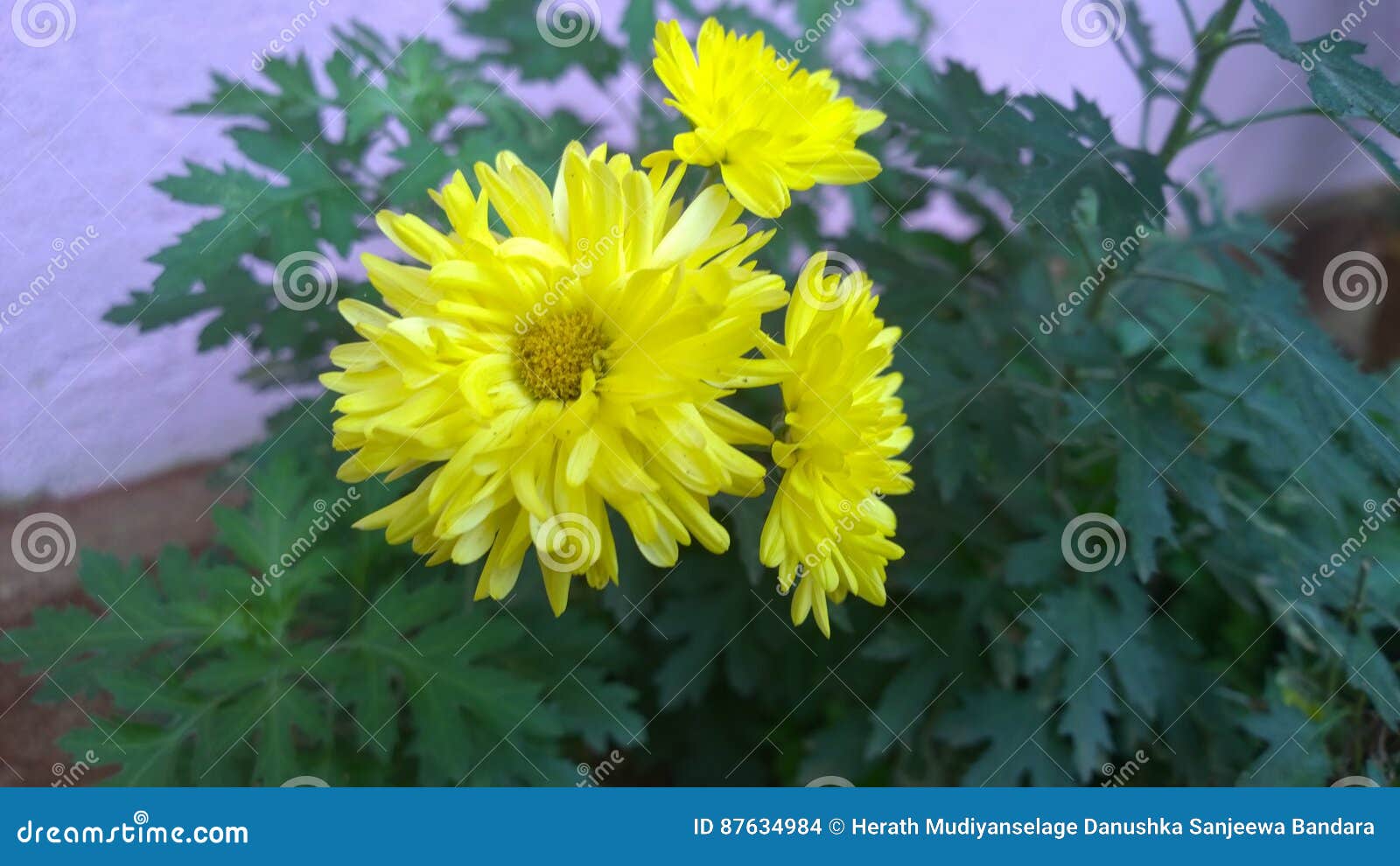 Yellow kapuru flowers stock photo. Image of tree, flowers - 87634984