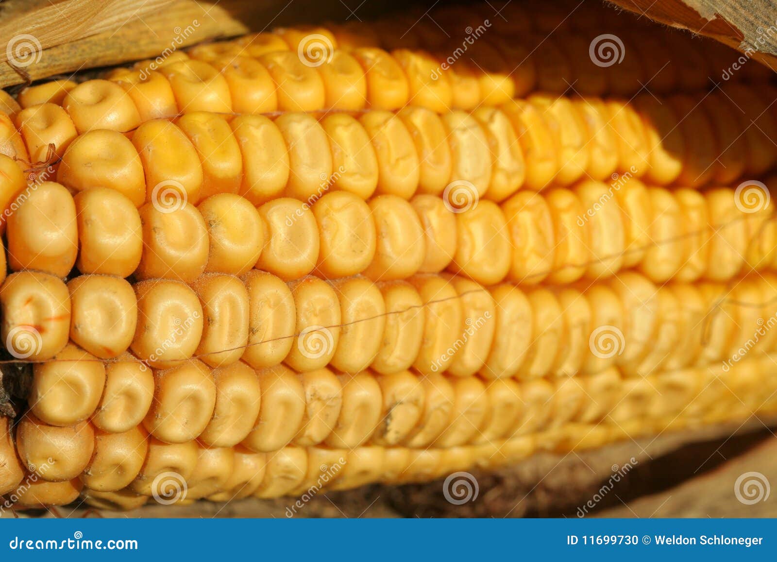 Yellow Kernels of Field Corn Stock Photo - Image of harvest, autumn ...