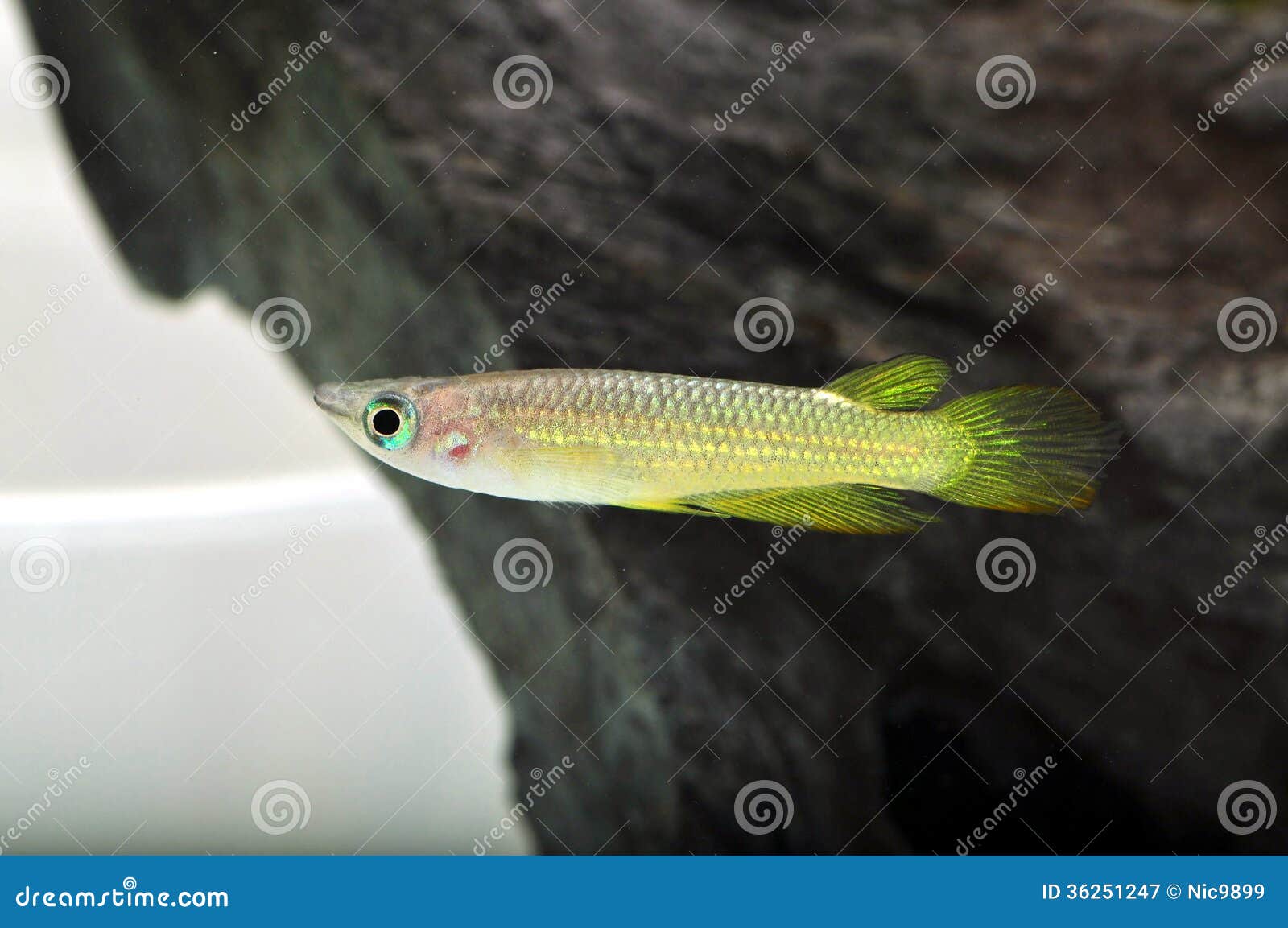 A Yellow Killi Fish stock image. Image of fauna, killi - 36251247