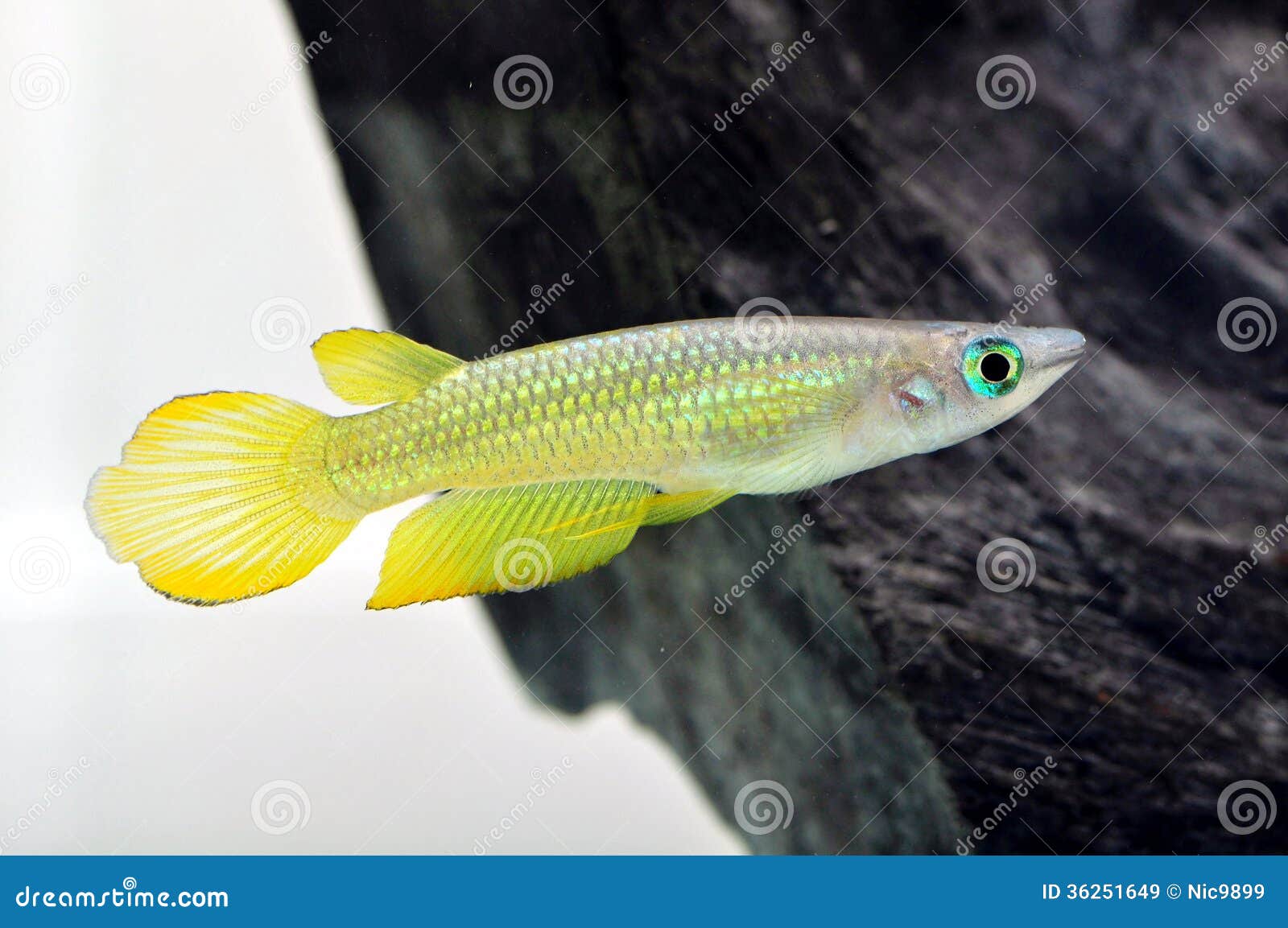 A Yellow Killi Fish stock image. Image of hunter, carnivore - 36251649
