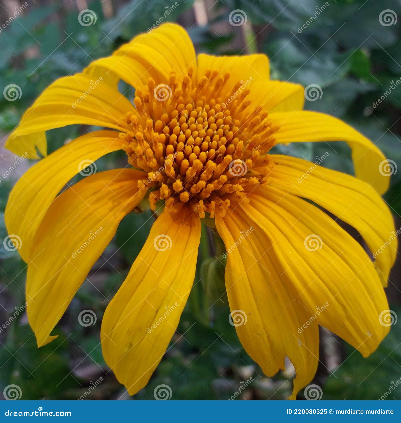 Kipait Flower Stock Photos - Free & Royalty-Free Stock Photos from ...