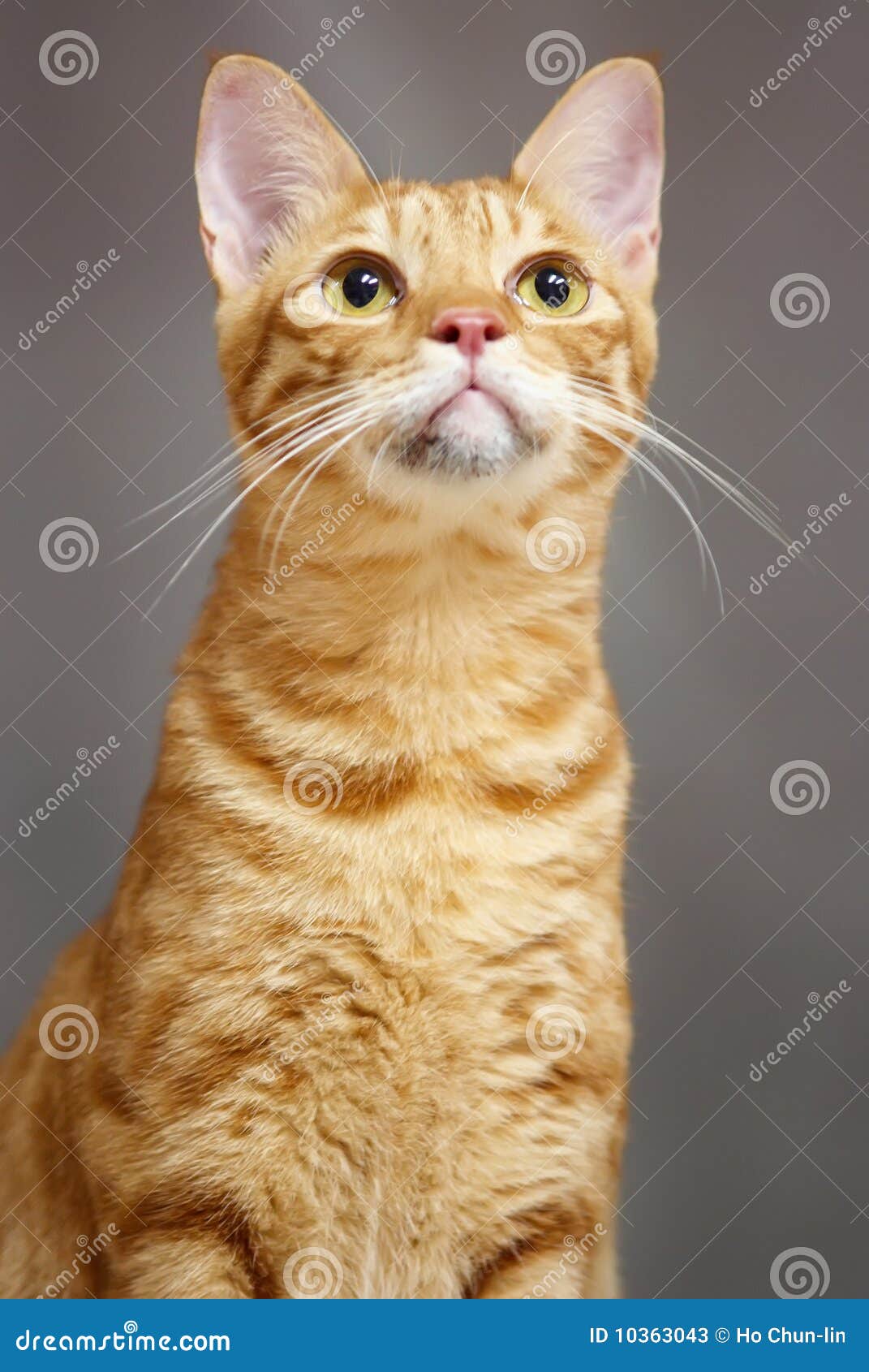 Yellow kitten stock image. Image of domestic, humor, white - 10363043