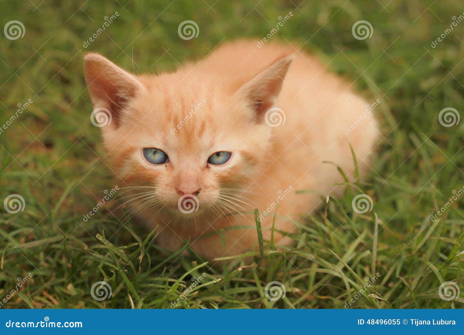 Yellow kitten stock image. Image of pets, carnivore, animals - 48496055